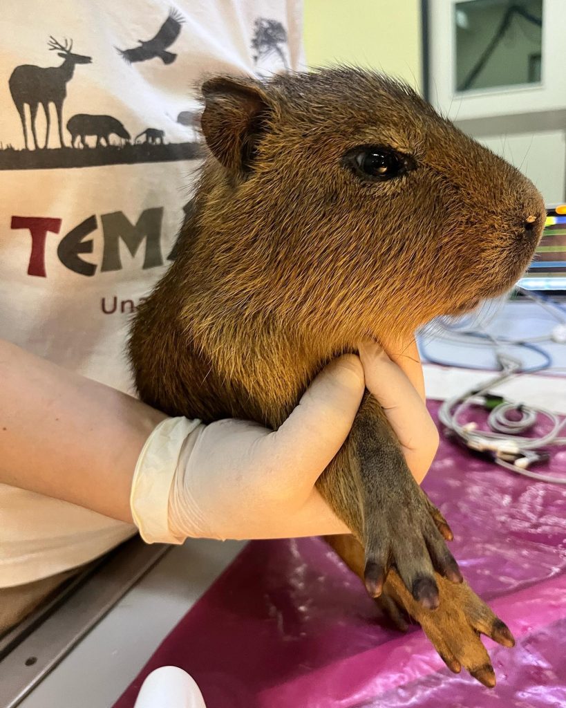CRÍA DE Carpincho Ingresada Al CRET - Fundación Temaikèn - Argentina ...