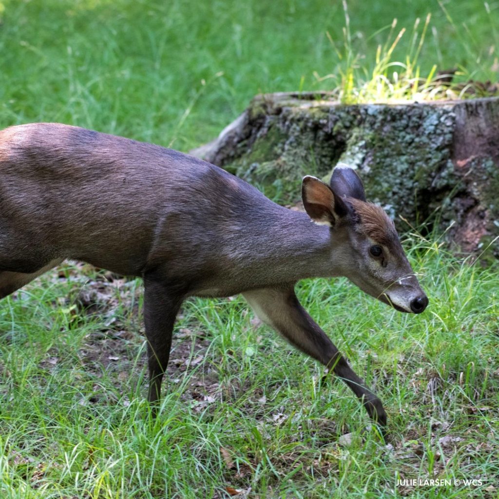 Discover Wildlife At Prospect Park Zoo This Spring Break - Prospect ...