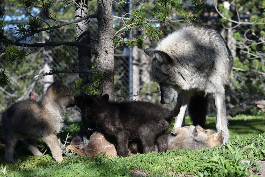 Happy Mother's Day To Sura, The Mother Of Four Wolves - Grizzly And ...