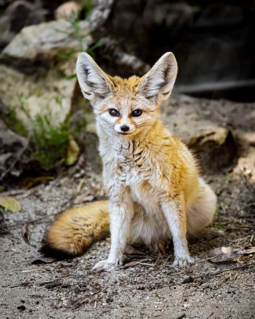 Hot Week! Fennec Foxes Thrive With Their Mighty Ears - Fresno Zoo Zoo Guide
