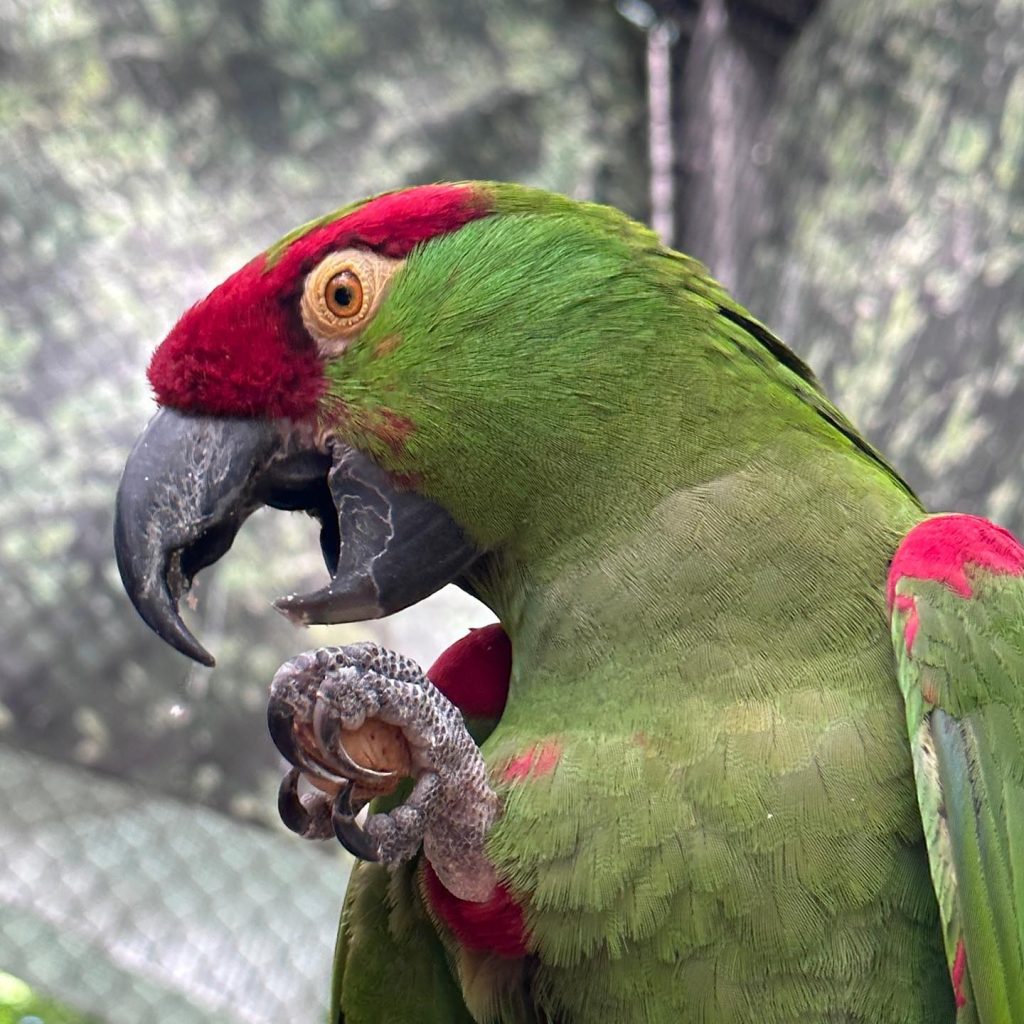 World Parrot Day: Celebrating Thick-Billed Parrots - The Last Remaining ...