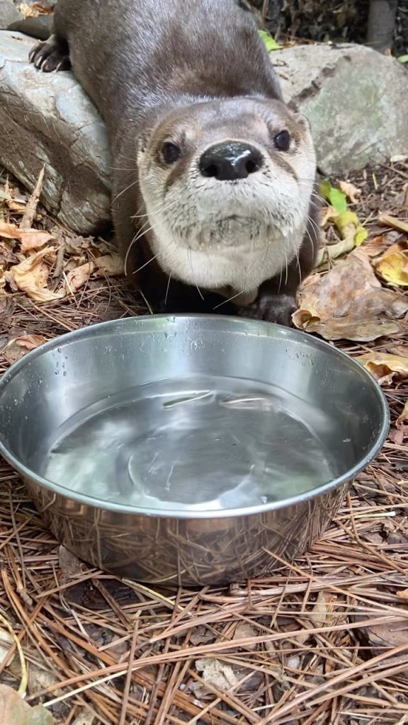 It's World Otter Day: Celebrating The Playful Swimmers - ZooAmerica Zoo ...