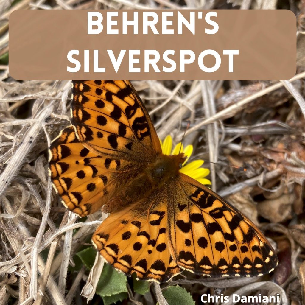 Celebrating Pollinator Week: Tribute To The Behren’s Silverspot ...
