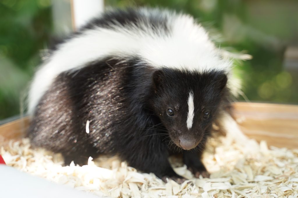 MEADOW: TODAY'S AMBASSADOR SKUNK FOR ONSITE AND OFFSITE PROGRAMS ...