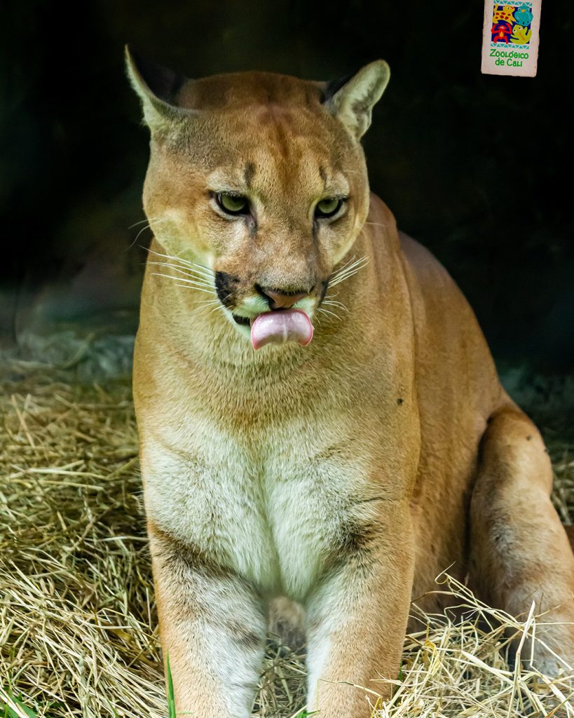 Puma: Un Mar Celestial En Los Andes - Zoológico De Cali Zoo Guide