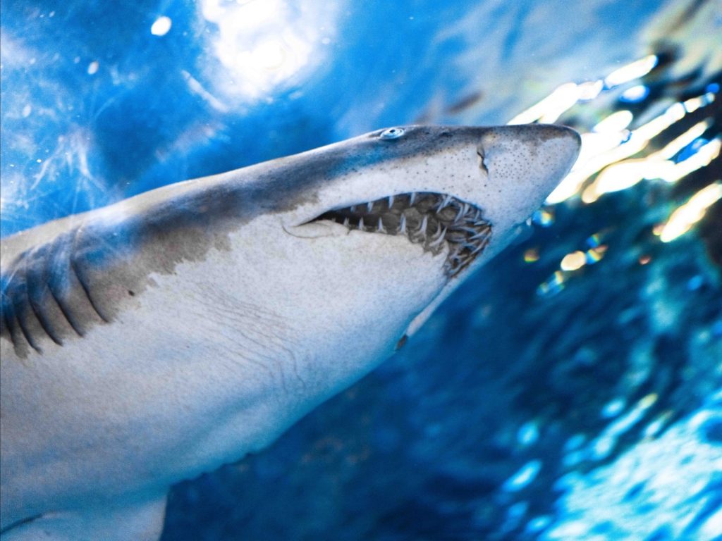 Sand Tiger Sharks: Ultimate Staring Contest Chomp-ians! - Ripley's ...