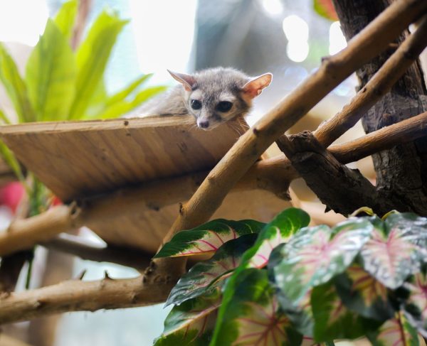 Ringtail Cats: More Than Meets The Eye - Memphis Zoo Zoo Guide