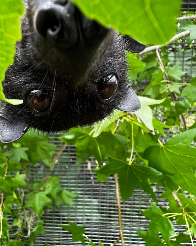 Weekend Check-In: Excited? Plan To Lounge! - Lubee Bat Conservancy Zoo ...