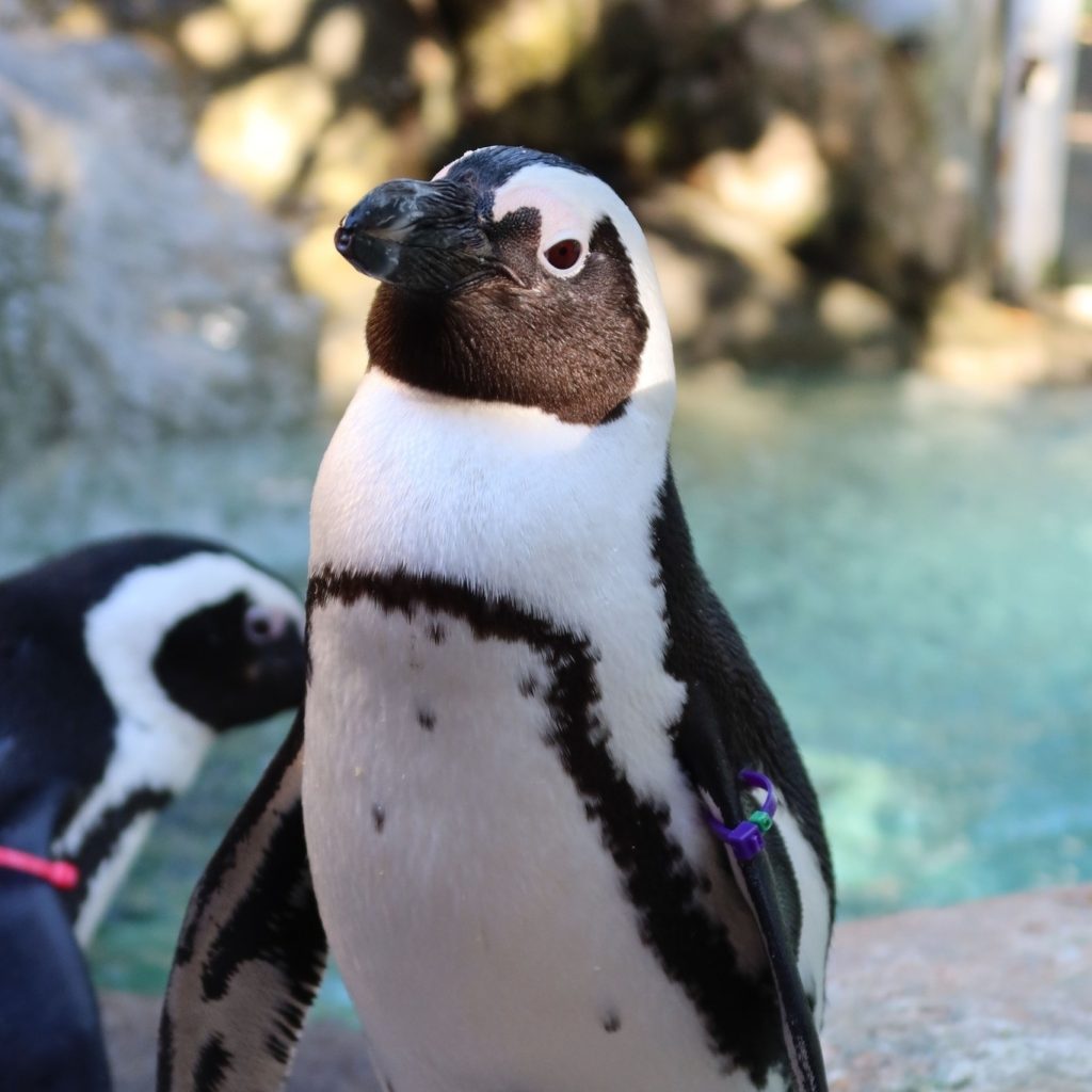 Did You Know? African Penguins Live In Social Colonies - Zoos - USA ...