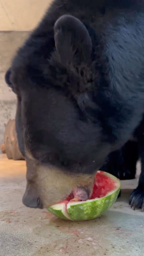 Watermelon Treats For Benton, Our Best Boy: A 15-Year-Old Black Bear's ...
