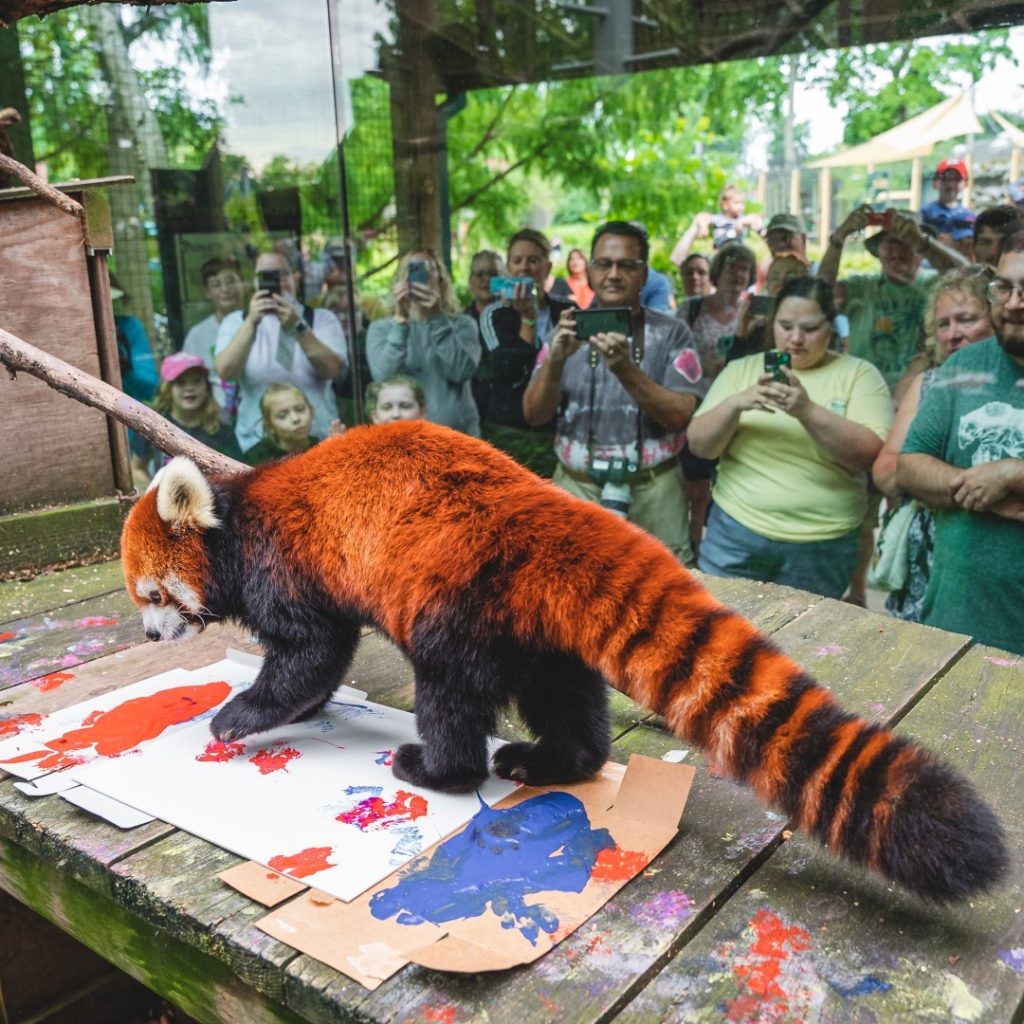 20% Off Animal Masterpieces, Order Now Through Aug 13 - Zoos - USA ...