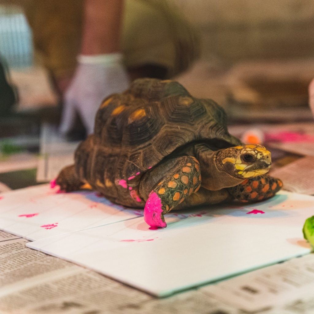 Don't Miss Wild About Art: Artist And Animal Painting Demos - Zoos ...