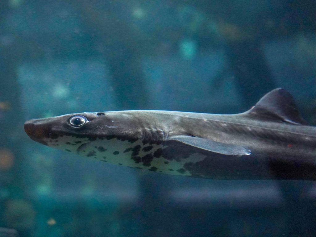 Celebrating With Elliott, The Pacific Spiny Dogfish! - Seattle Aquarium ...