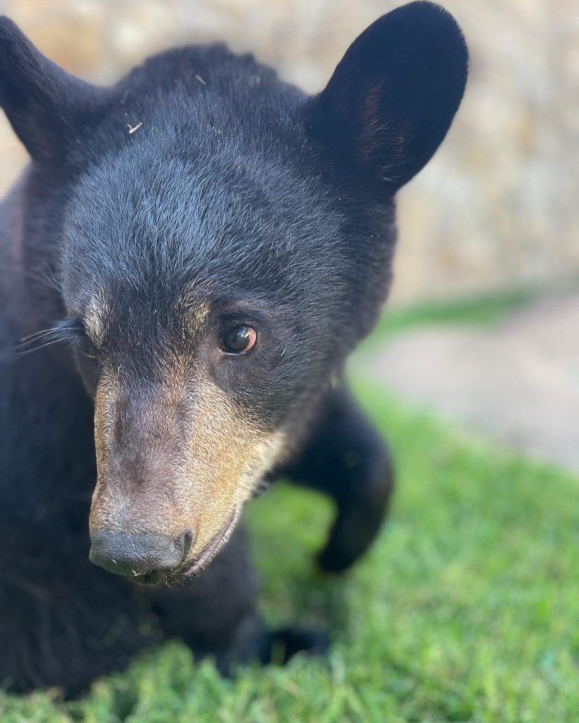 Outdoor Play: Today Until 7, Tomorrow Morning At 8 - Zoos - USA - Texas ...