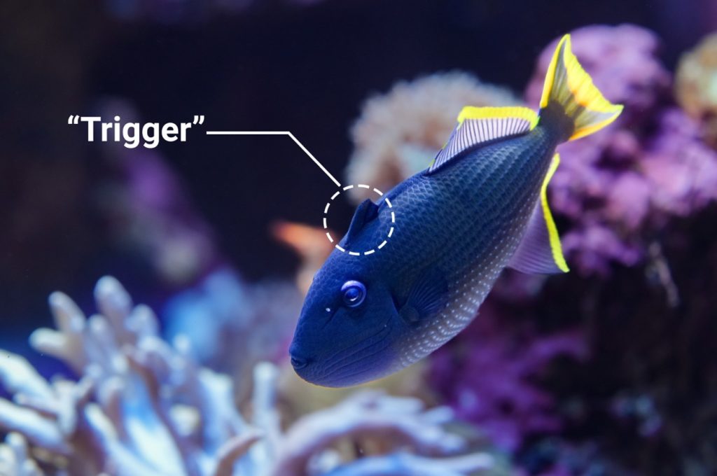 Meet The Gilded Triggerfish: Unlocking Their Name - S.E.A Aquarium Zoo ...