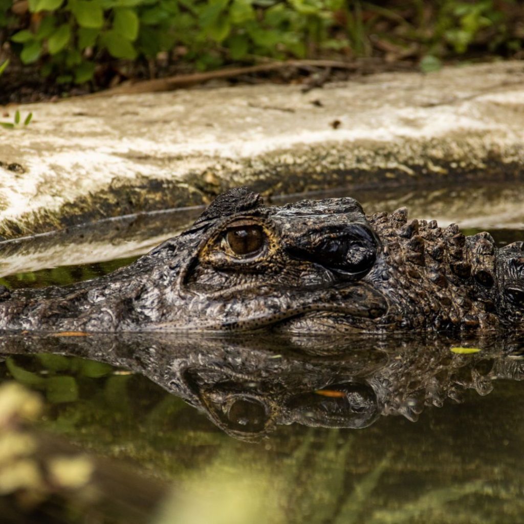 Black Caimans Can Rival American Alligators In Size, And Sometimes ...