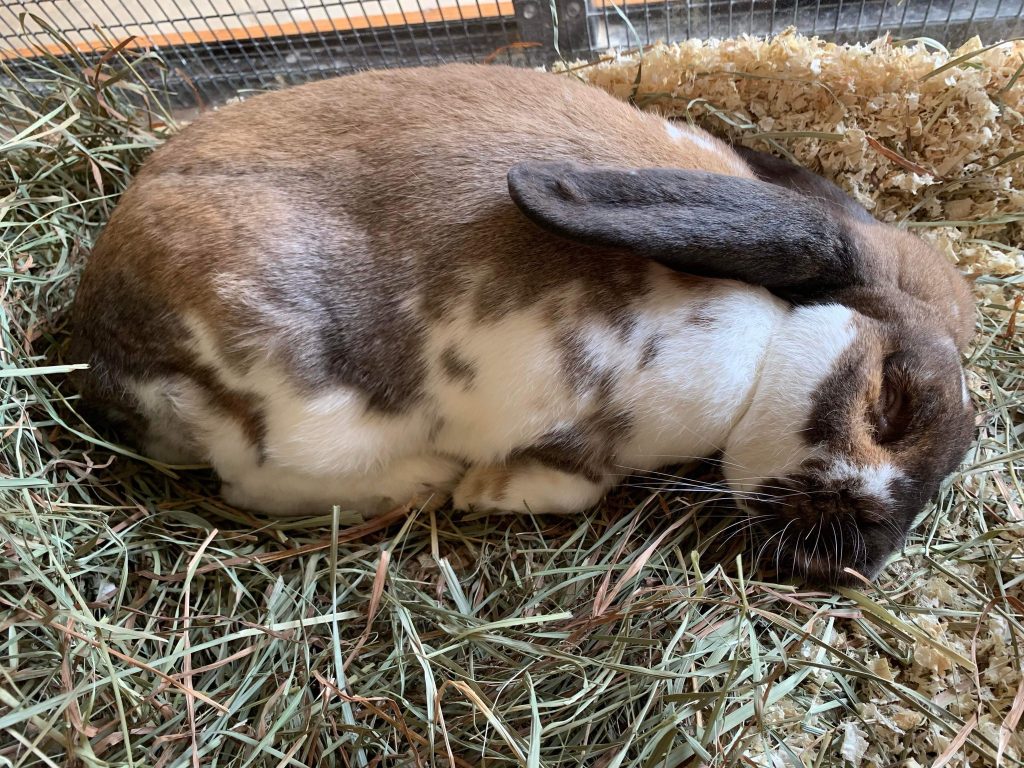 Timothy, The Velveteen Lop Rabbit, Slumbers Amidst Cool Rain - Cosley ...