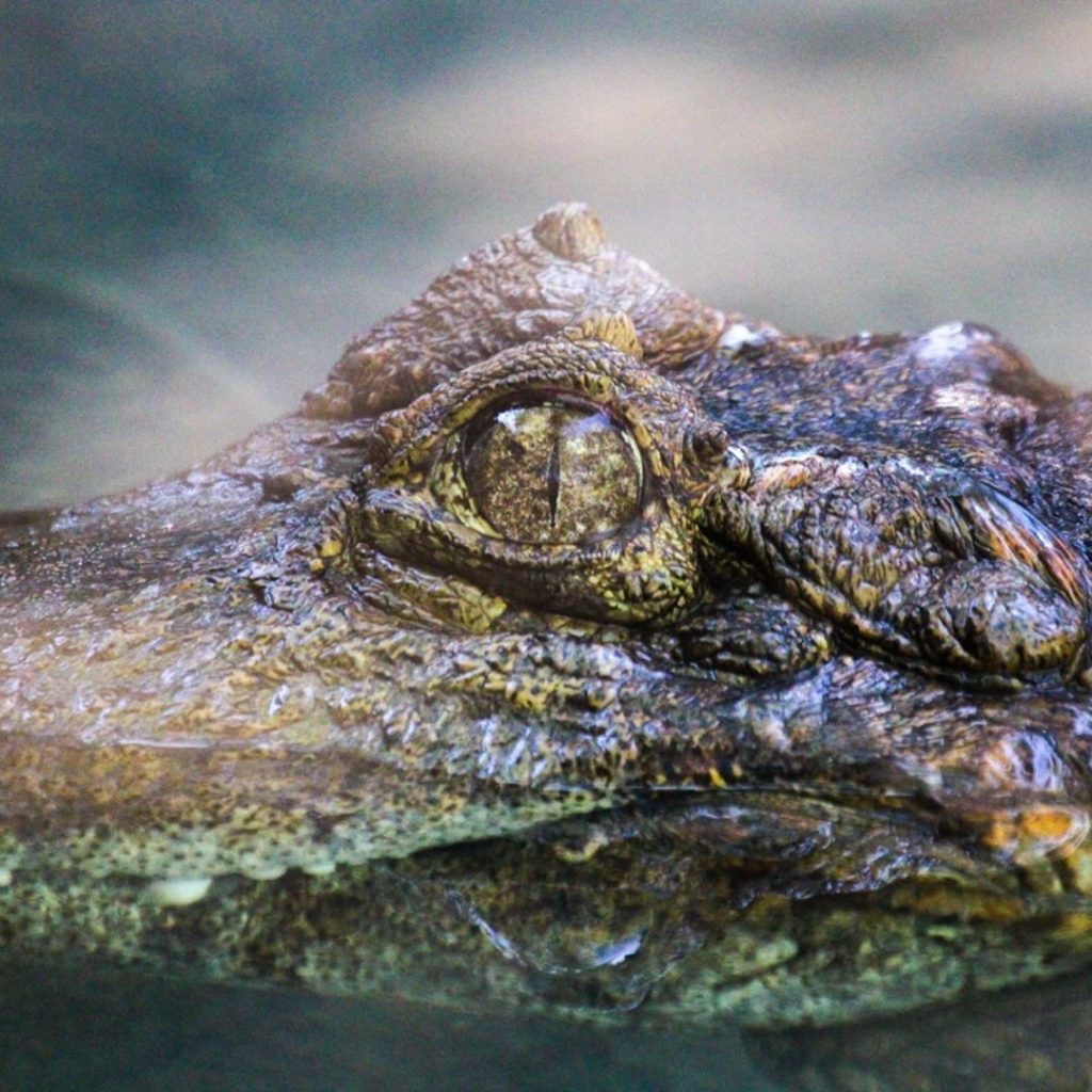 Distinctive Triangular Shape Above Upper Eyelid: A Trait Of Caimans ...