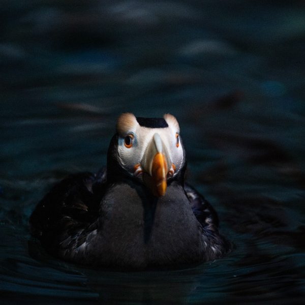 Our Puffin Models - All The Time! - Zoos - USA - Georgia - Georgia ...