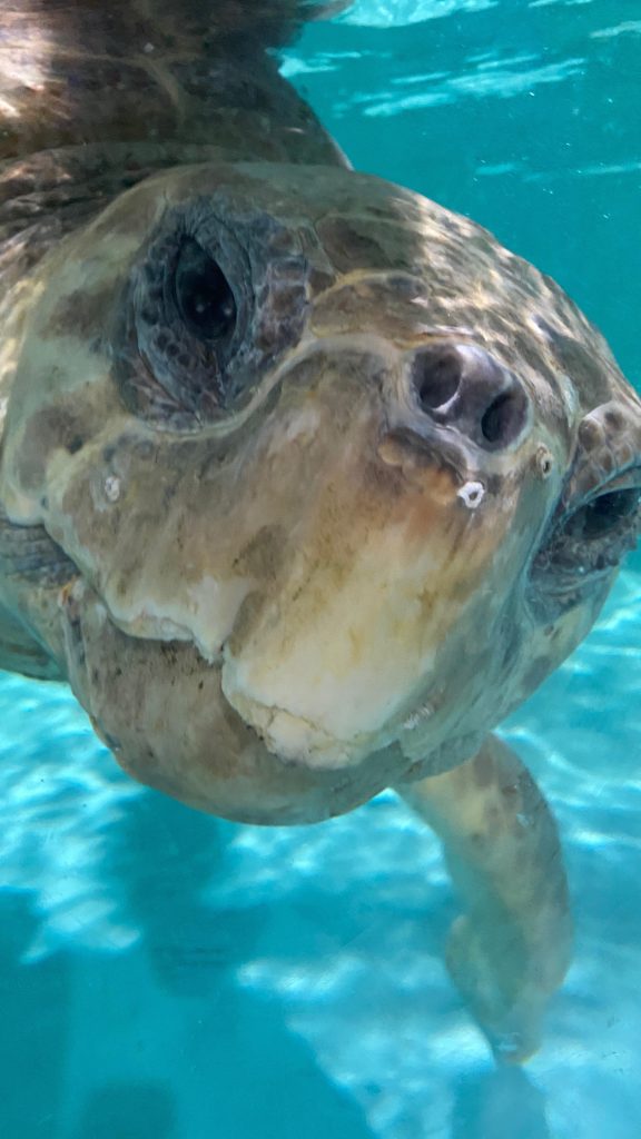 Francois: Massive Loggerhead Sea Turtle Finds Sanctuary - Audubon Zoo ...