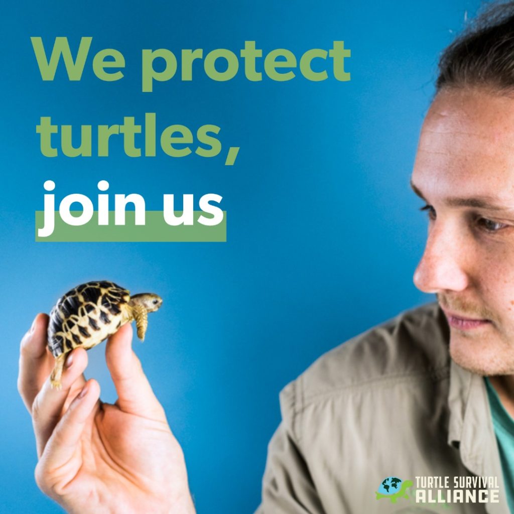 Giveaway Time! Join Us In Our Mission To Protect Turtles - Turtle ...