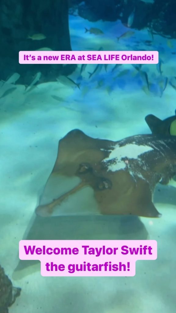 Introducing Taylor Swift: Sea Life Orlando's Newest Star! Experience ...