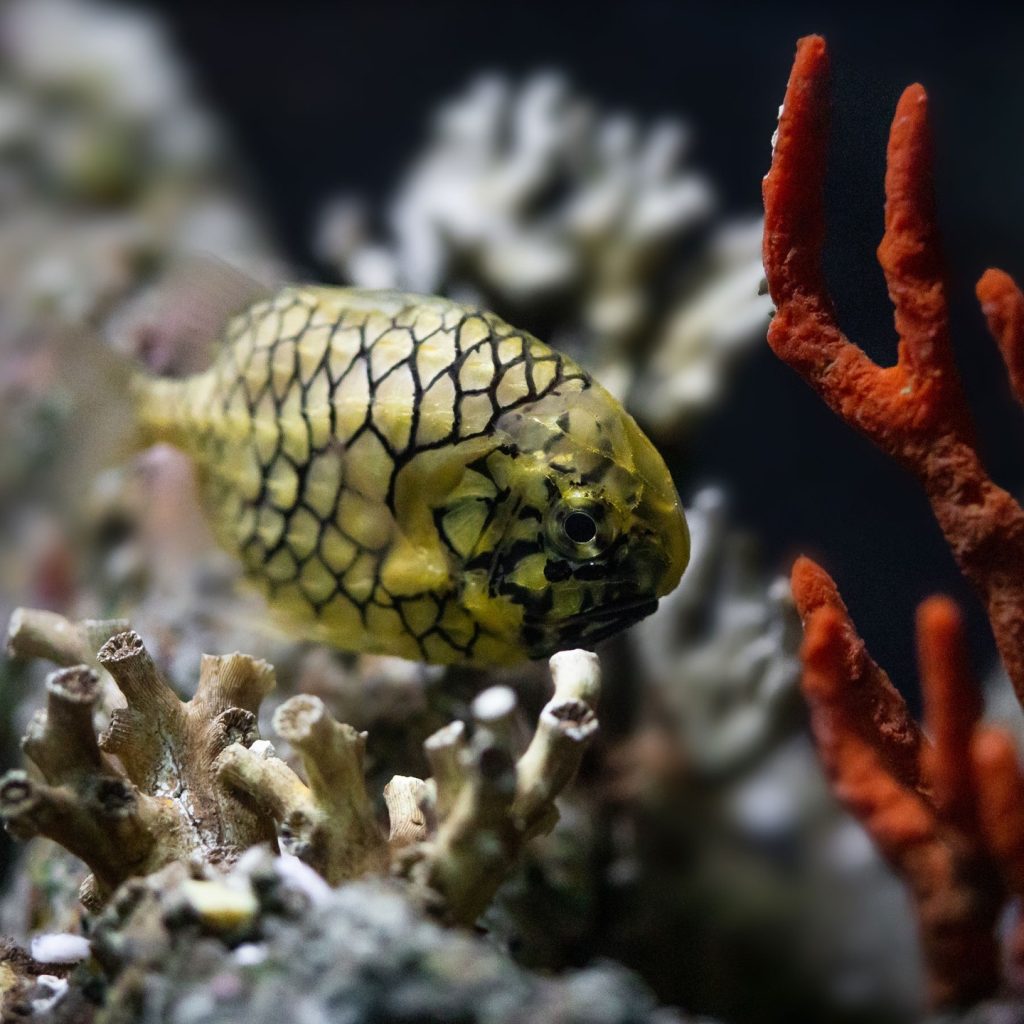 Pinecone Fish Illuminates Rooms With Bioluminescent Bacteria - Zoos ...