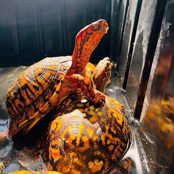 Beautiful Faces Escape Harrowing Ordeal: Two Eastern Box Turtles ...