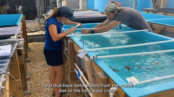Behind The Scenes: Butterfly Pavilion's Conservation Efforts ...
