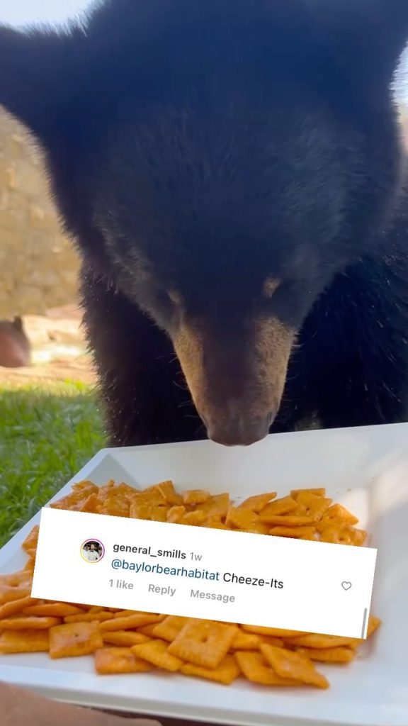 Game Day Snacks: Rate, Play, Enjoy! - Zoos - USA - Texas - Baylor Bear ...