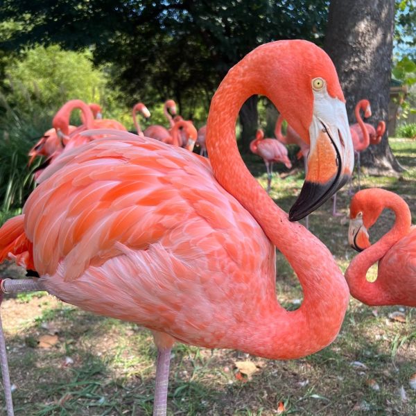 The PINK Party: ZooGala - Flamingo Flamboyance! - Zoos - USA - Alabama ...