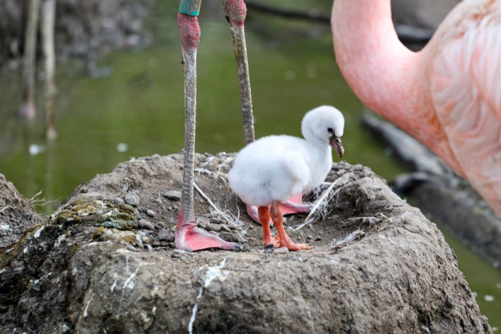 Have You Seen Our Flamingo Chicks? Hatchings A Week Apart… - Tracy ...