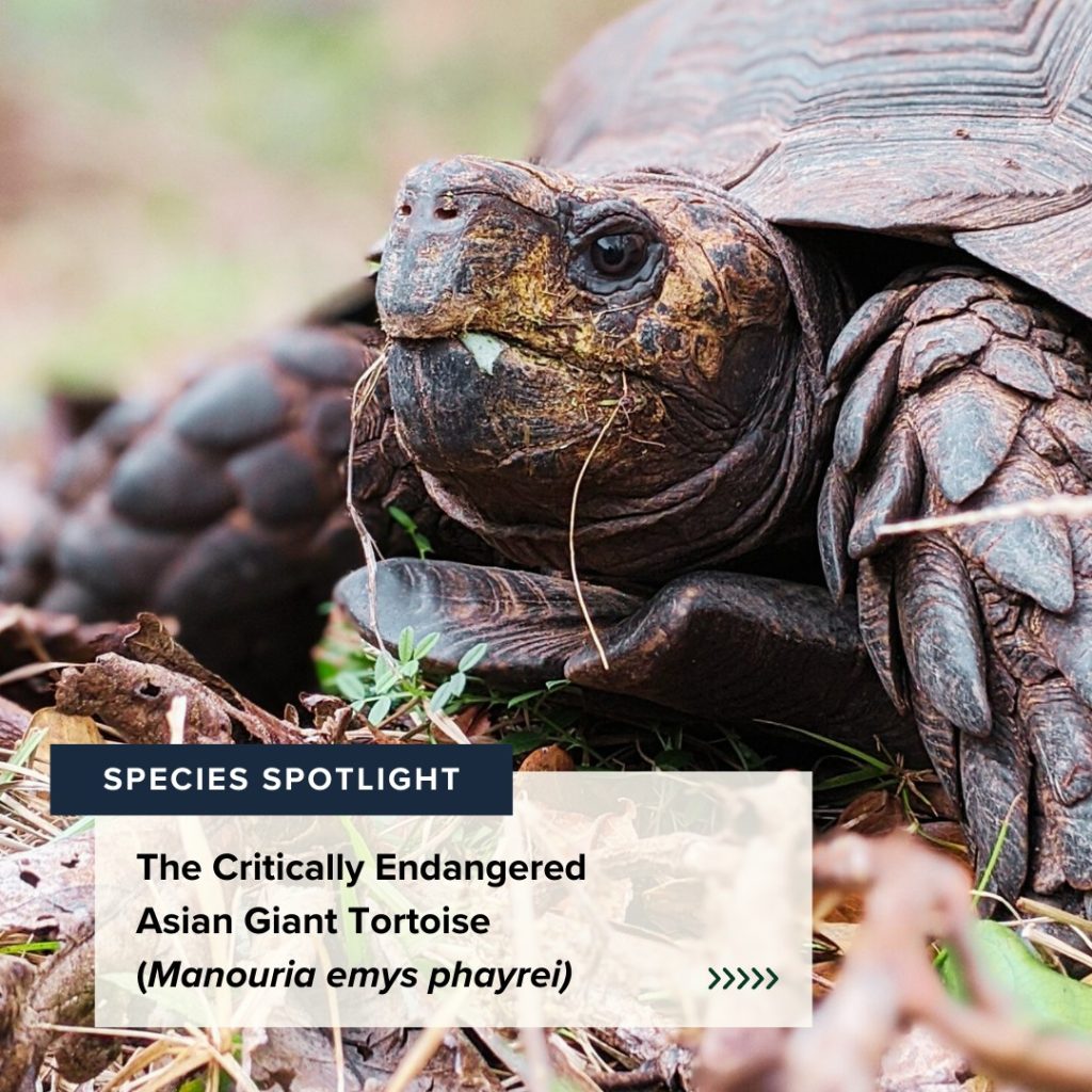 Get Ready For Another Meet With The Asian Giant Tortoise! - Turtle Survival Center Zoo Guide