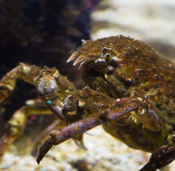California's Majestic Sheep Crab - Aquarium Of The Bay Zoo Guide