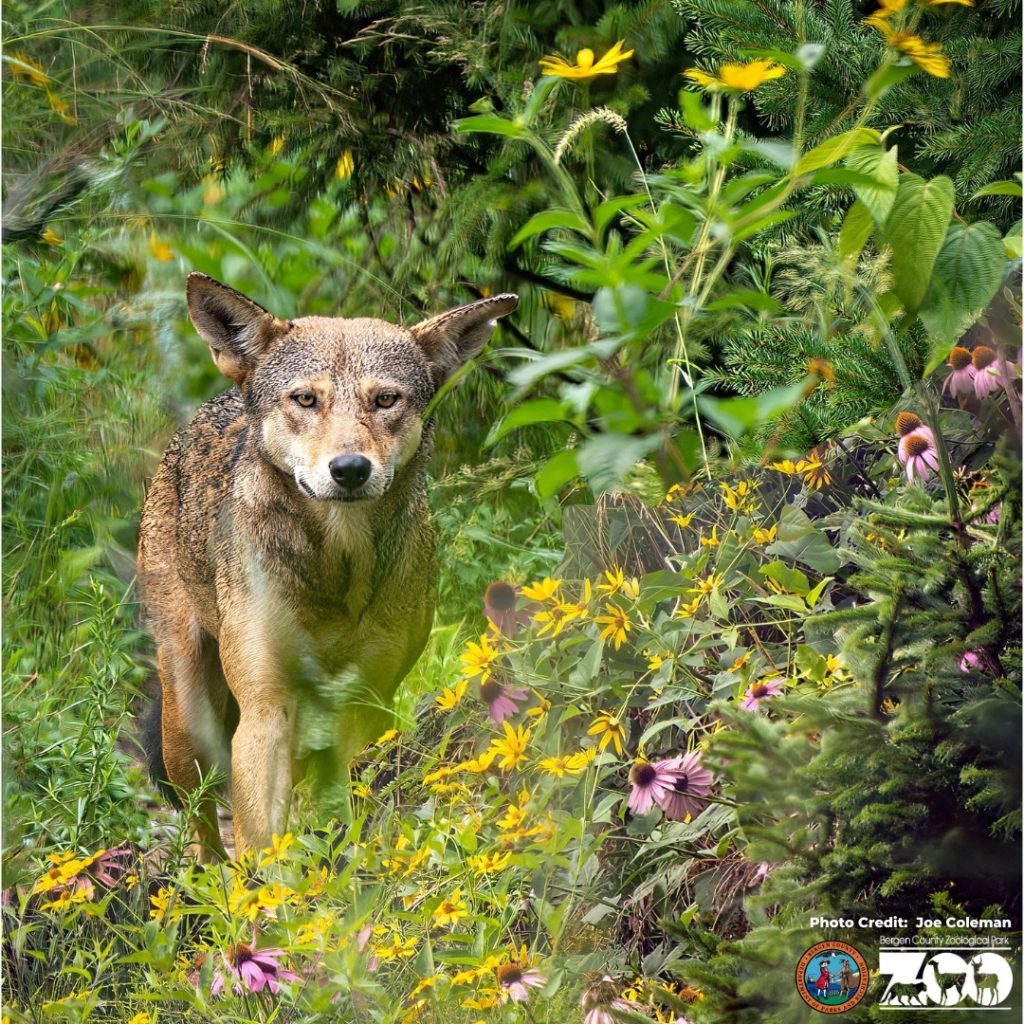 American Red Wolf Week: Highlighting The Importance Of Red Wolves ...