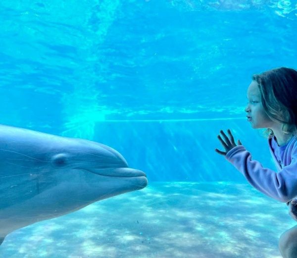 Our Dolphin Care Ensures Lasting Memories - SeaWorld Orlando Zoo Guide