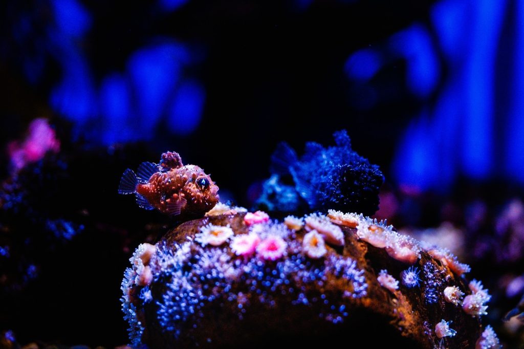 PSL Season: Pacific Spiny Lumpsucker is Here! - Zoo Guide