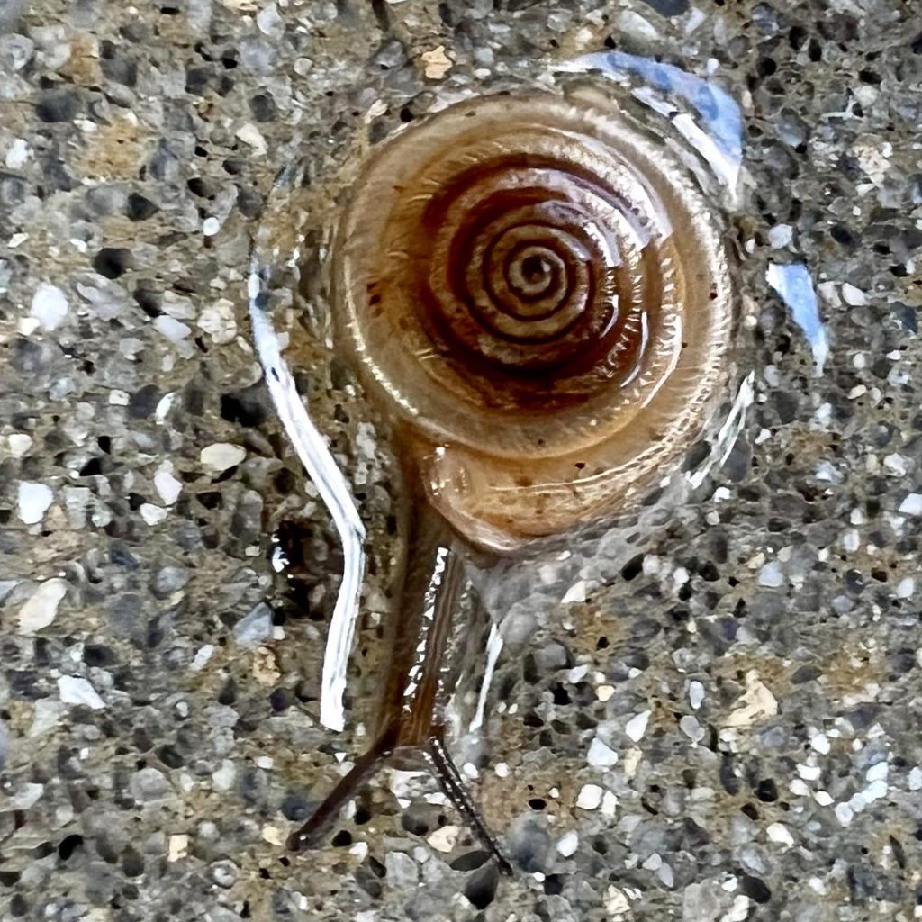 Ideal Conditions For Snail Hunting After Rain - Bailey-Matthews ...