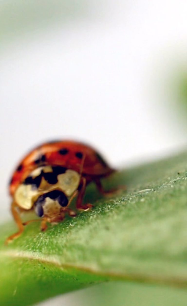 Native Ladybugs: From Common To Endangered In 20 Years - Butterfly ...