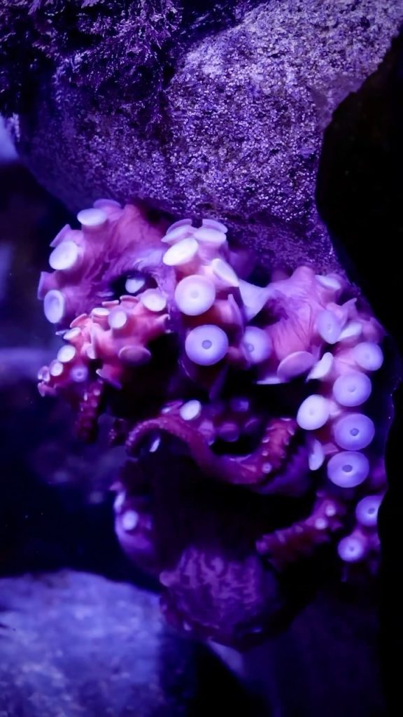 Spin Cycle! Octopuses Shed Their Suction Cups - Aquarium Of The Pacific ...