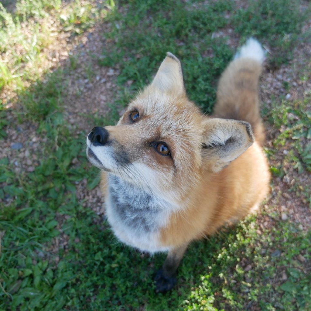 New Discovery: Dog-Fox Hybrid Found In Brazil - Colorado Wolf ...