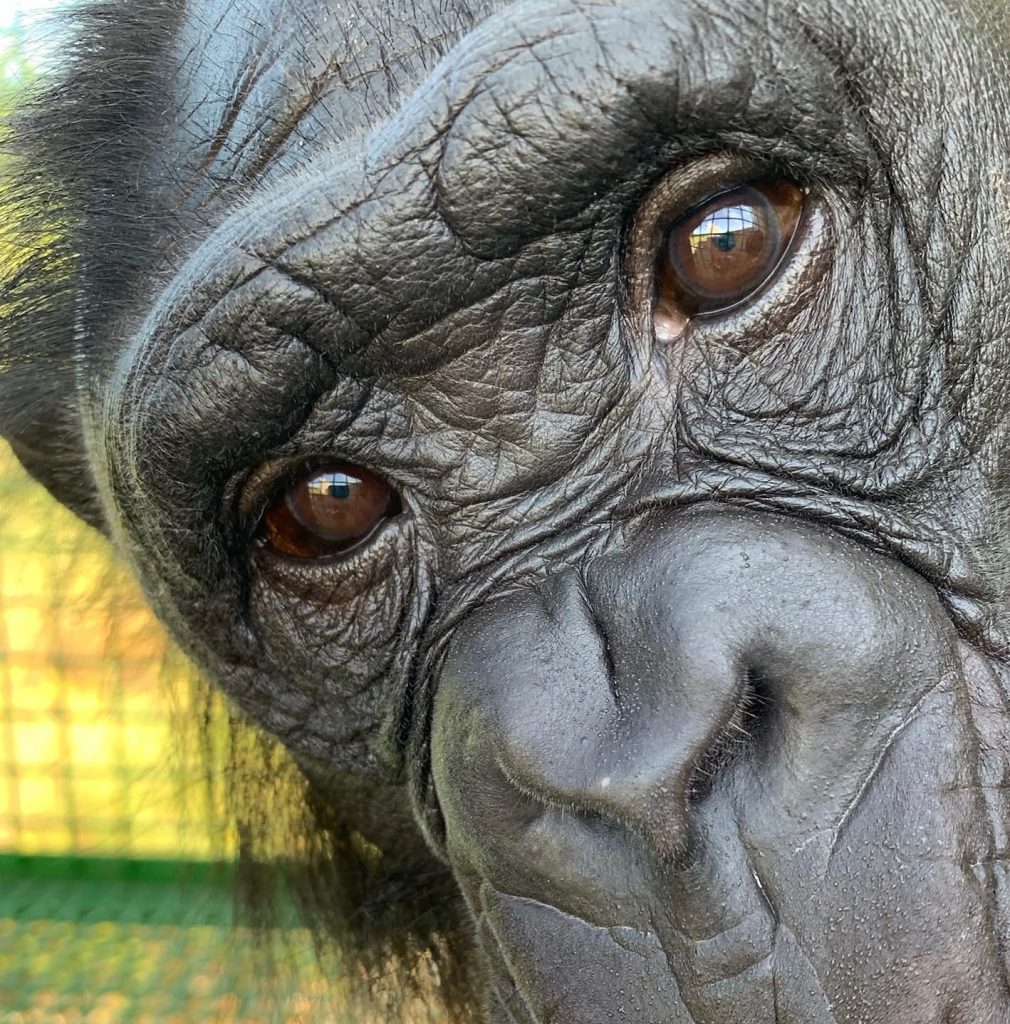 Bonobo Identification: Can You Spot The Pictured One? - Ape Cognition ...