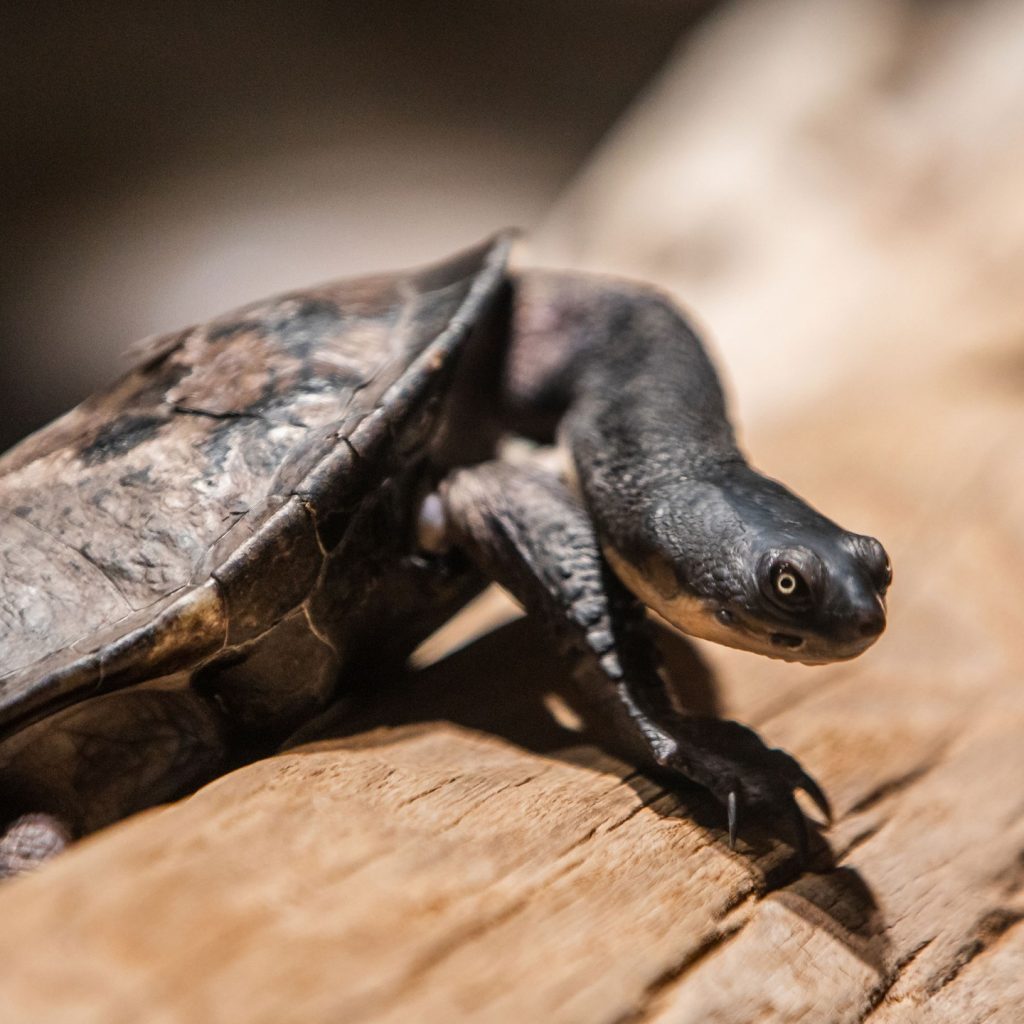 Australian Eastern Snake-Necked Turtle - Zoo Guide