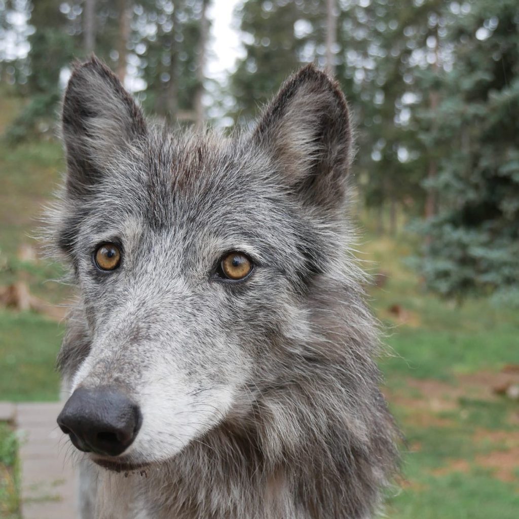 Phasing Out Dark Coats: All Wolves Transition - Colorado Wolf ...