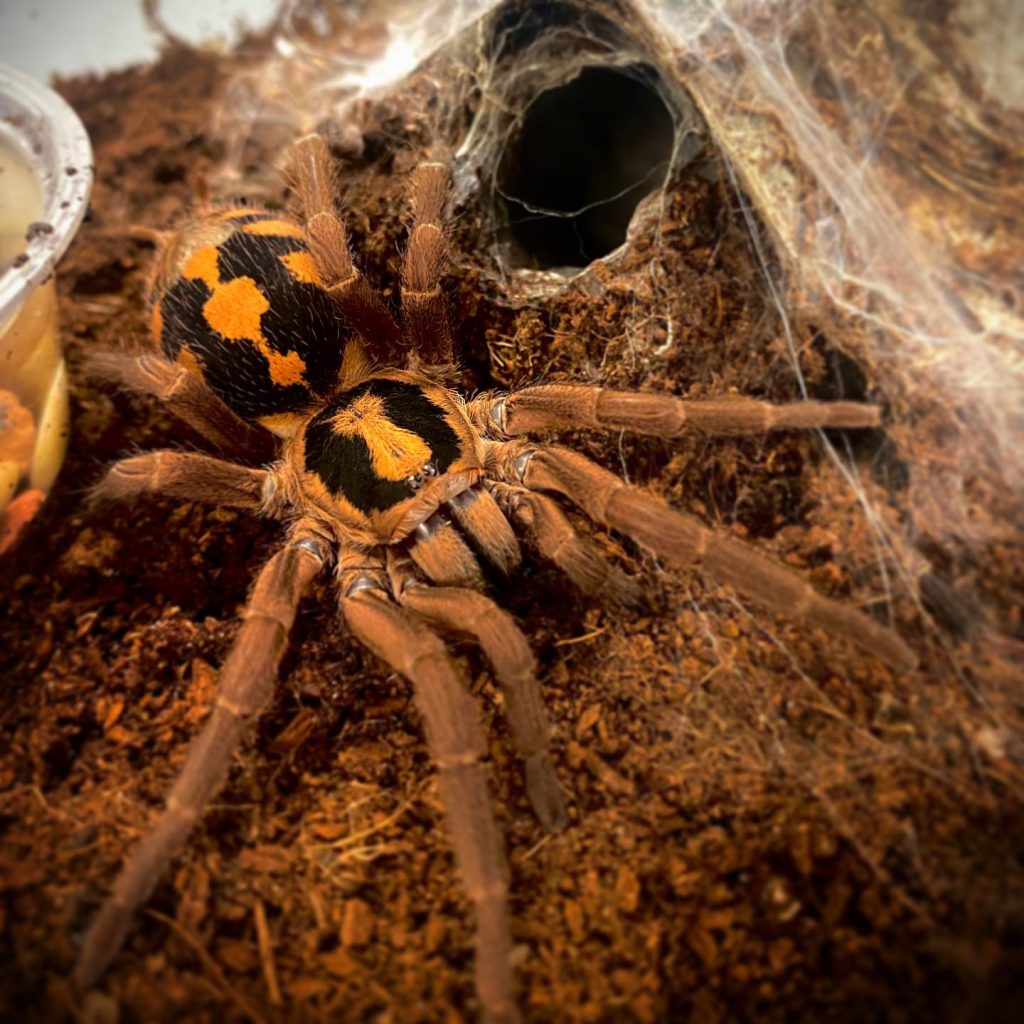 Beautiful Columbian Pumpkin Patch Tarantula (Hapalopus Formusus ...