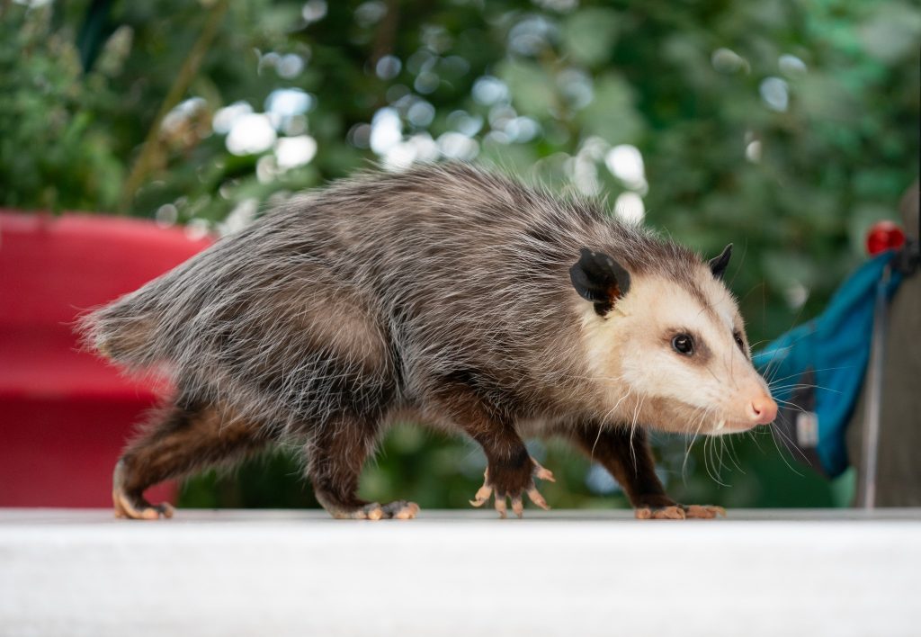 Hubble, The One-Year-Old Opossum In My Big Backyard, Has Some News ...