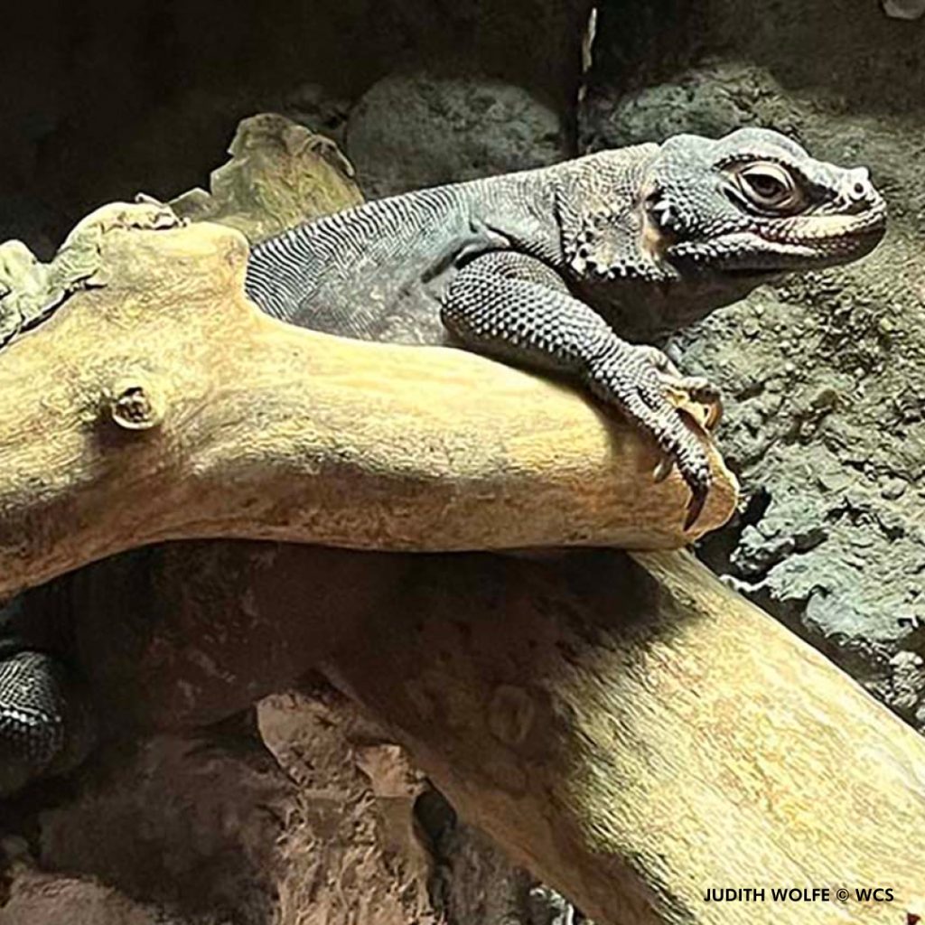 Have You Seen These Lizards Lounging In The Tropic Zone? Desert ...
