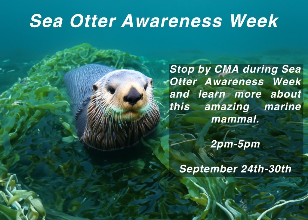 Sea Otter Awareness: Join Us To Learn About This Cute And Important ...