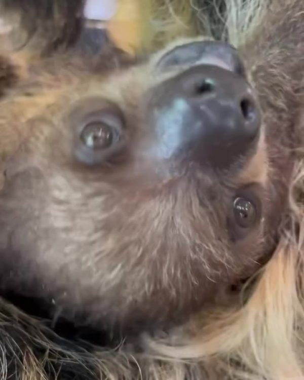 Juno The Baby Sloth: Hanging Upside Down At 20-25 Days - Zoos - USA ...