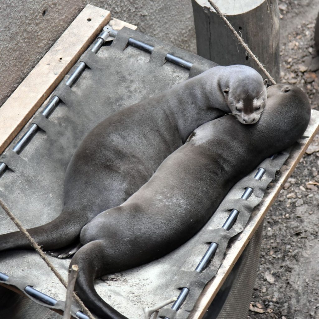 Join Lara And Karina, Our Giant Otters, For A Visit To Our Primate ...